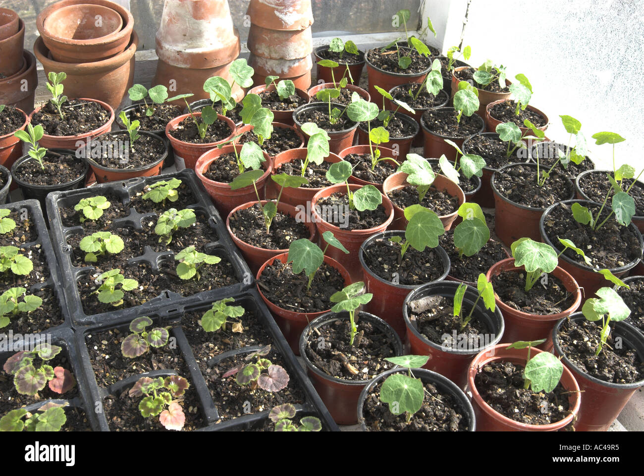 Springtime greenhouse with young geranium and nasturtium plants Stock ...