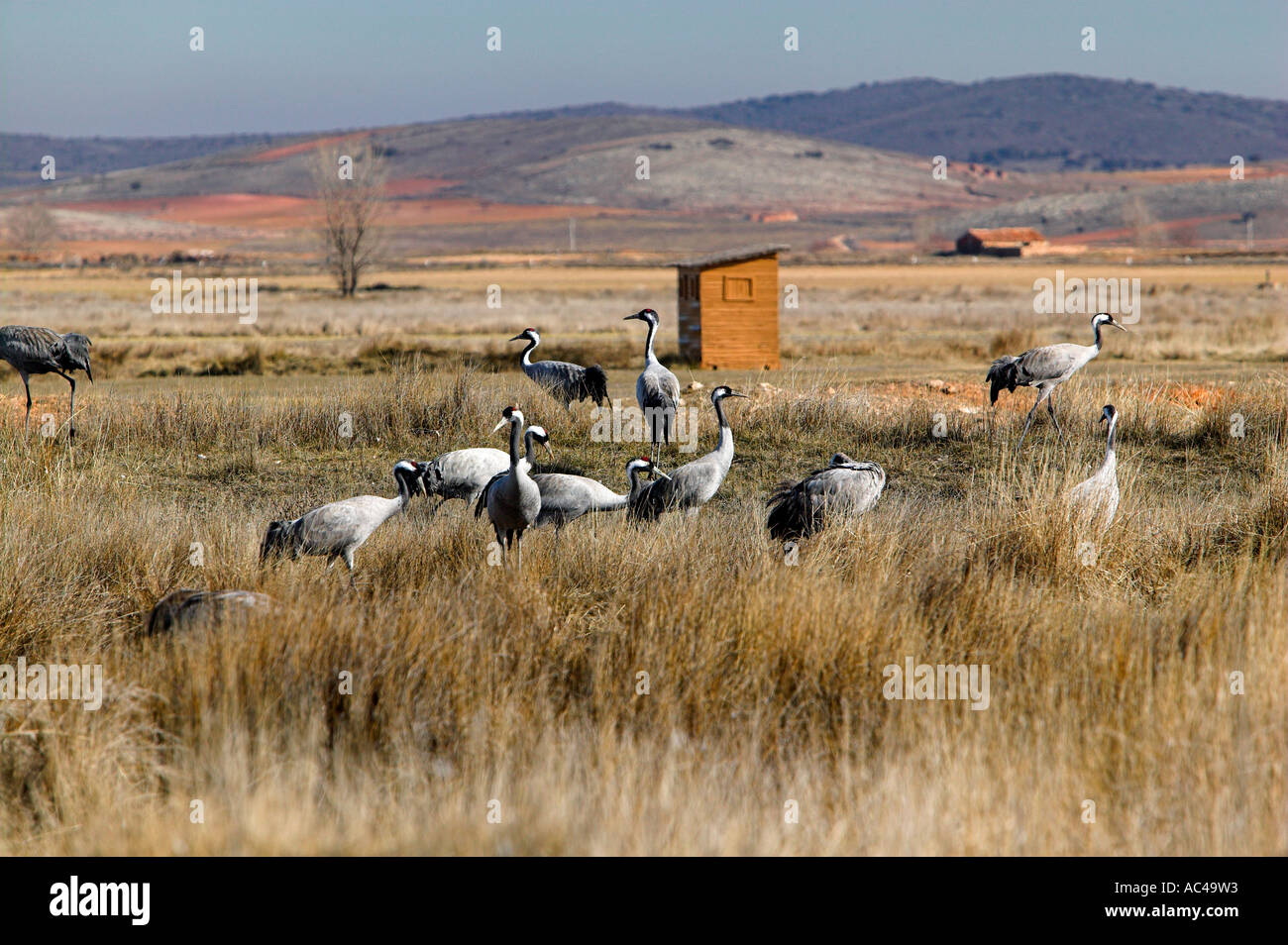 Common European Crane (Grus grus). Gallocanta, Spain Stock Photo - Alamy