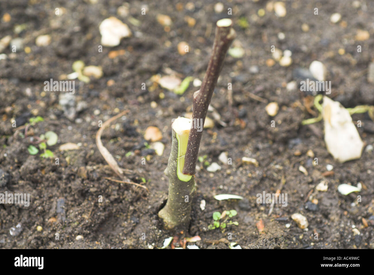 Rootstock hi-res stock photography and images - Alamy