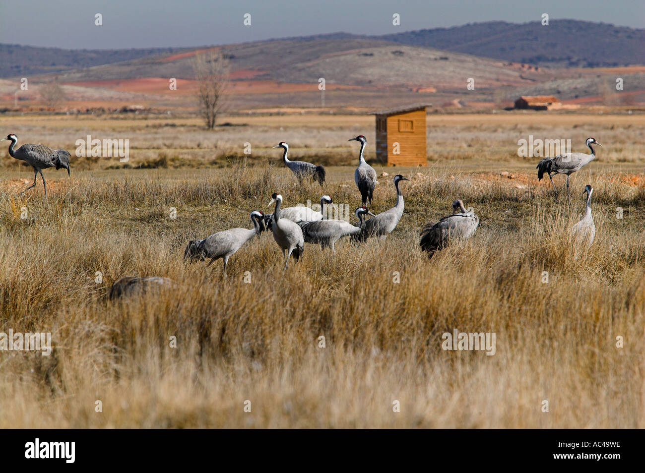 Common European Crane (Grus grus). Gallocanta, Spain Stock Photo - Alamy