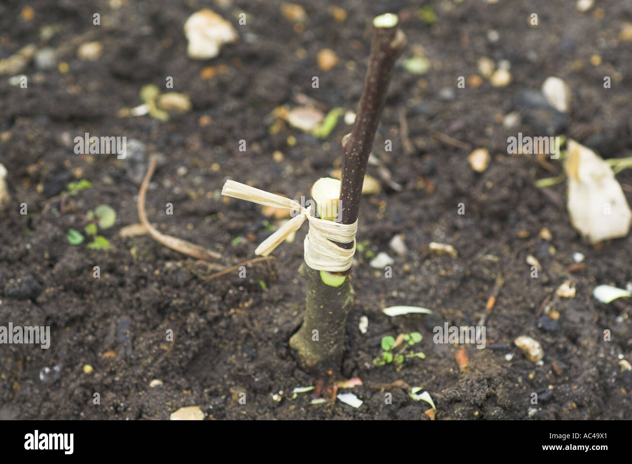 Whip grafting hi-res stock photography and images - Alamy