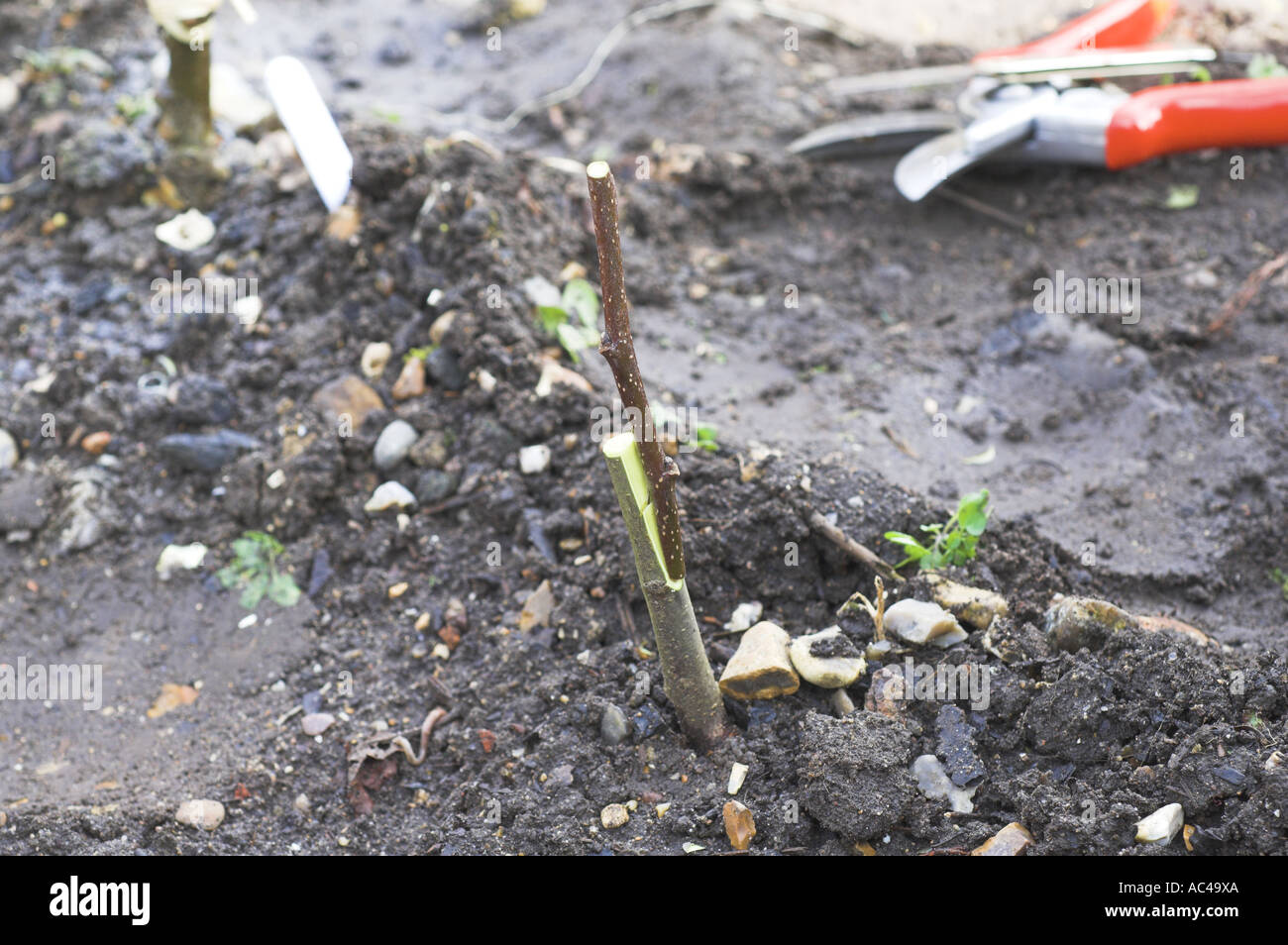 Rootstock hi-res stock photography and images - Alamy