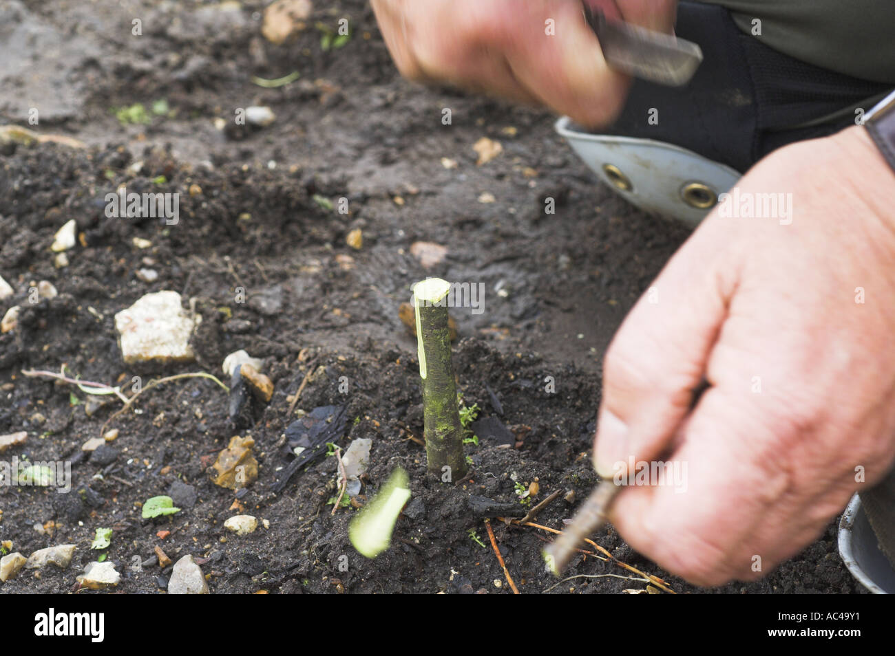 Whip grafting hi-res stock photography and images - Alamy