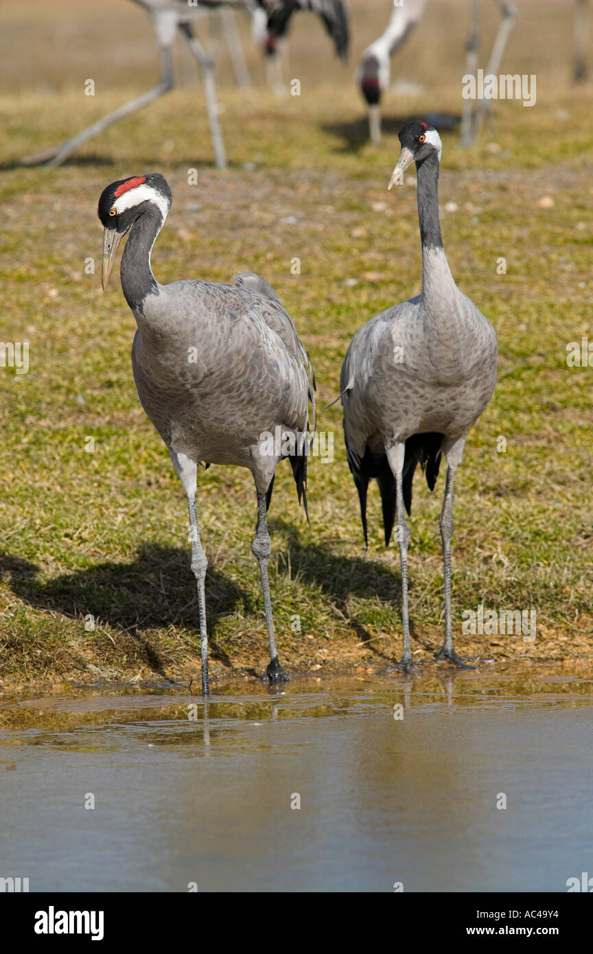 Common European Crane (Grus grus). Gallocanta, Spain Stock Photo - Alamy