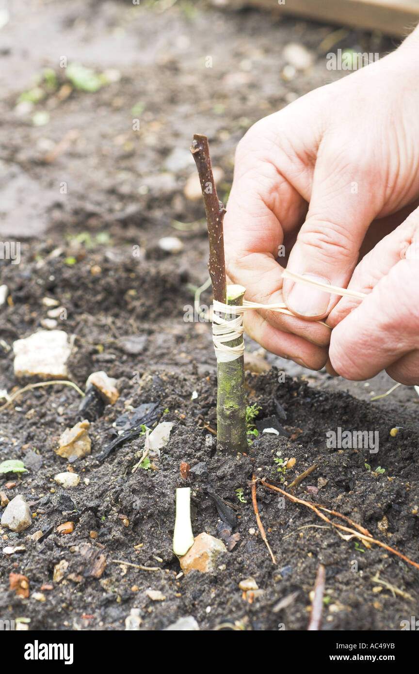 Grafting hi-res stock photography and images - Alamy