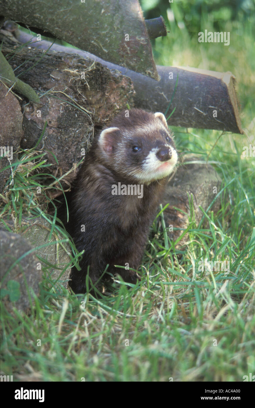 POLECAT Putorius putorius Stock Photo - Alamy