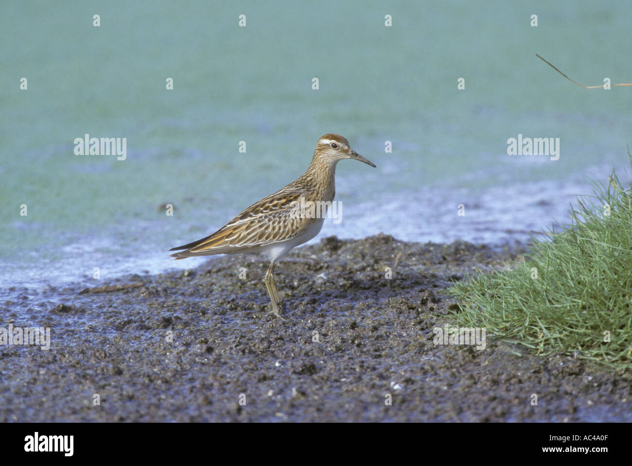 SHARP TAILED SANDPIPER Calidris acuminata Stock Photo - Alamy