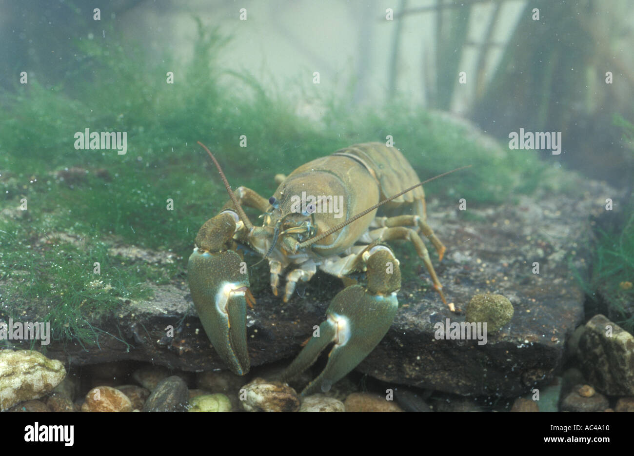 SIGNAL CRAYFISH Pacifasticus leniusculus Stock Photo - Alamy