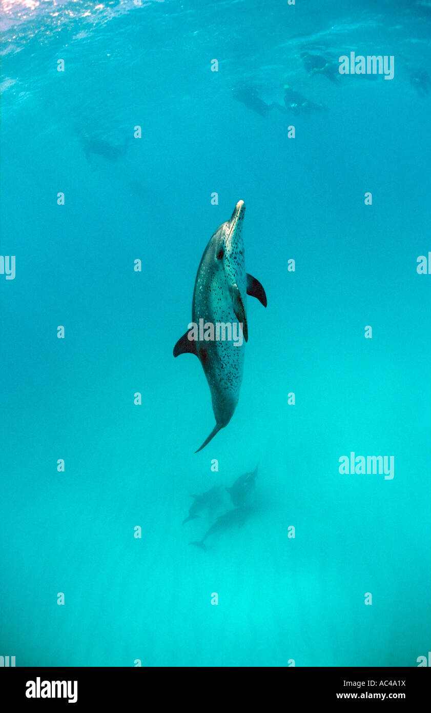 Atlantic spotted dolphin Stenella frontalis Bahamas Atlantic Ocean ...