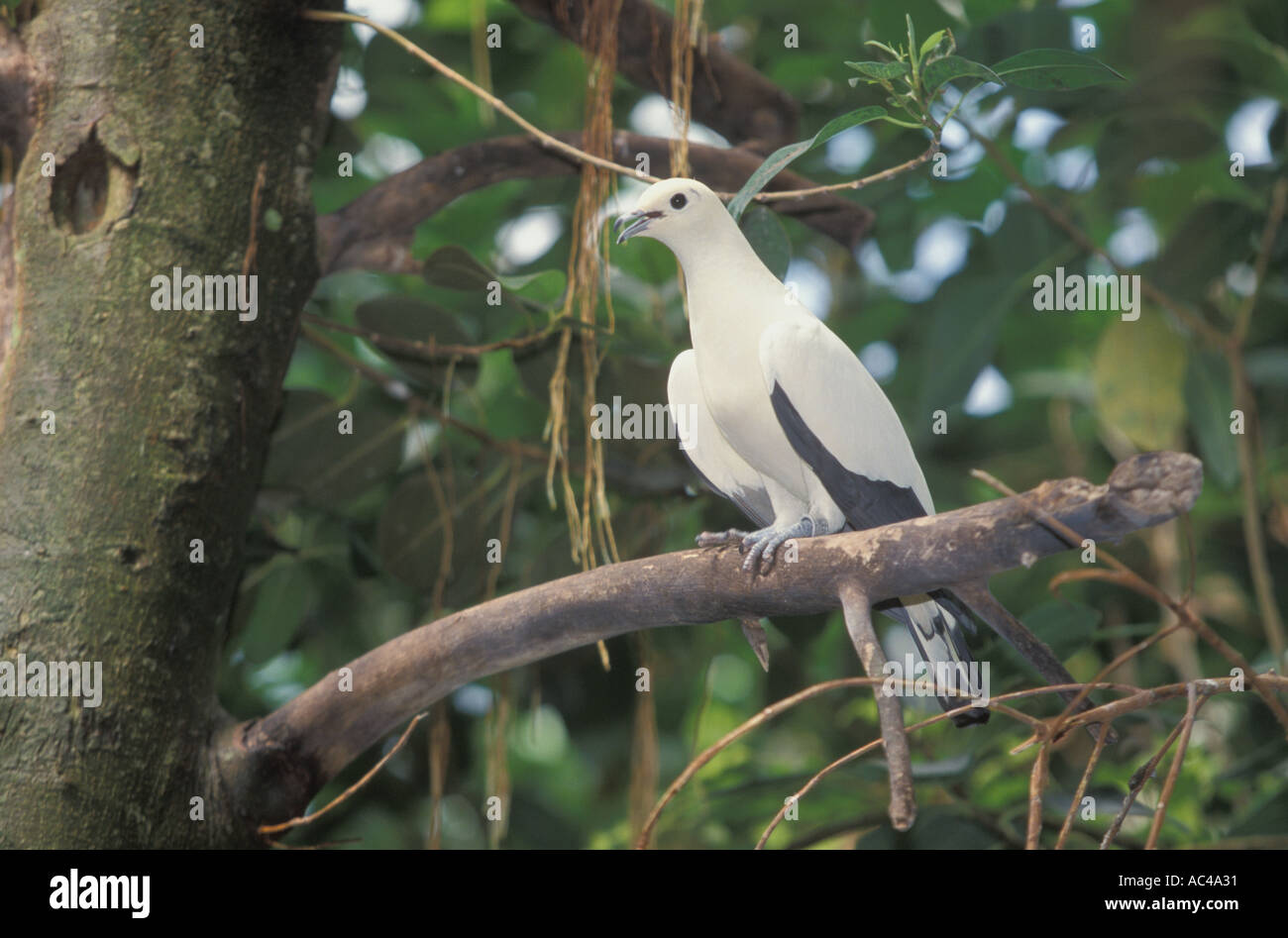 Imperial pigeon ducula spilorrhoa hi-res stock photography and images ...