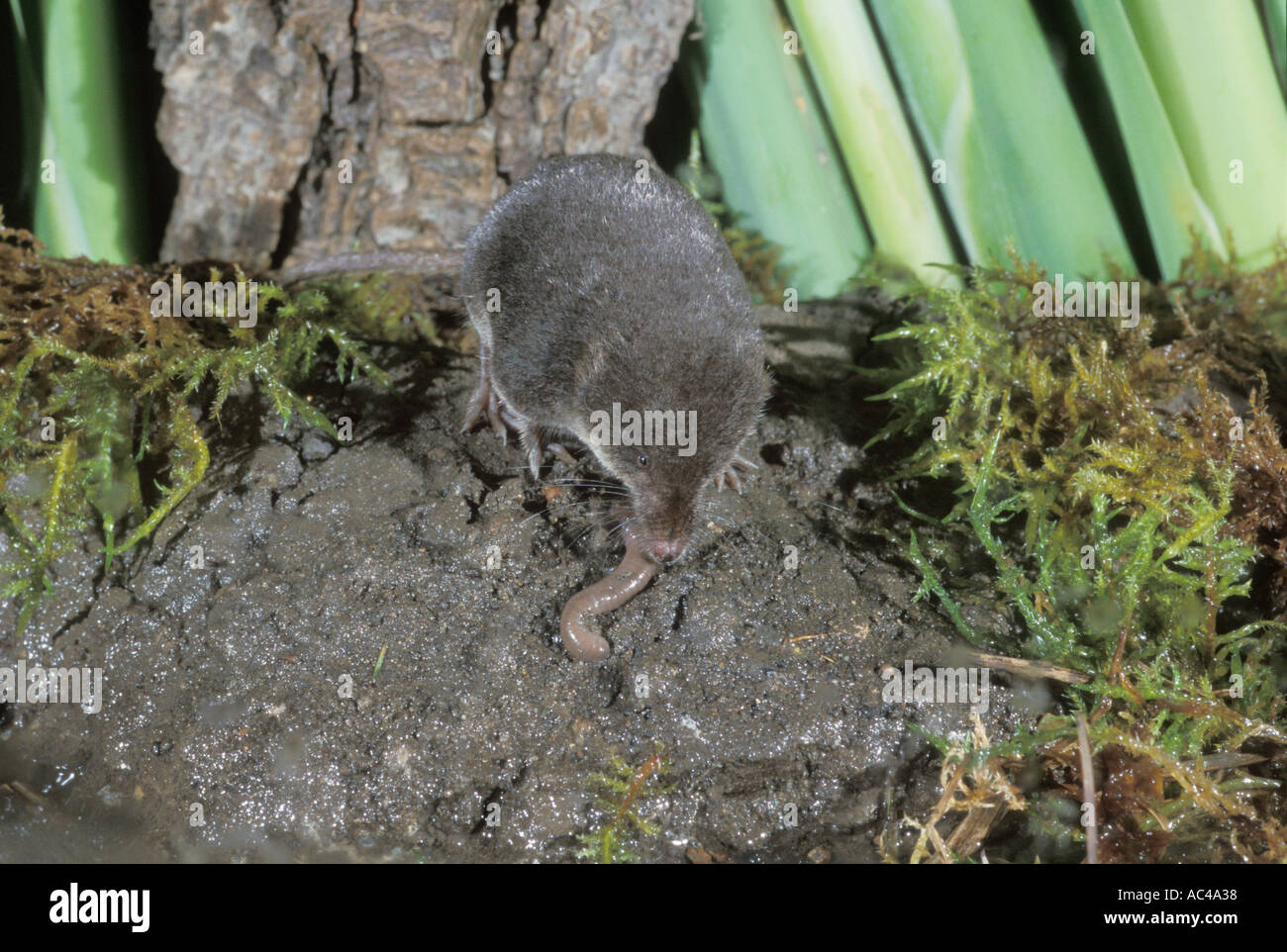 British shrew hi-res stock photography and images - Alamy