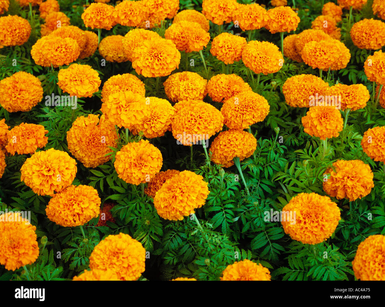 Marigold border hi-res stock photography and images - Alamy