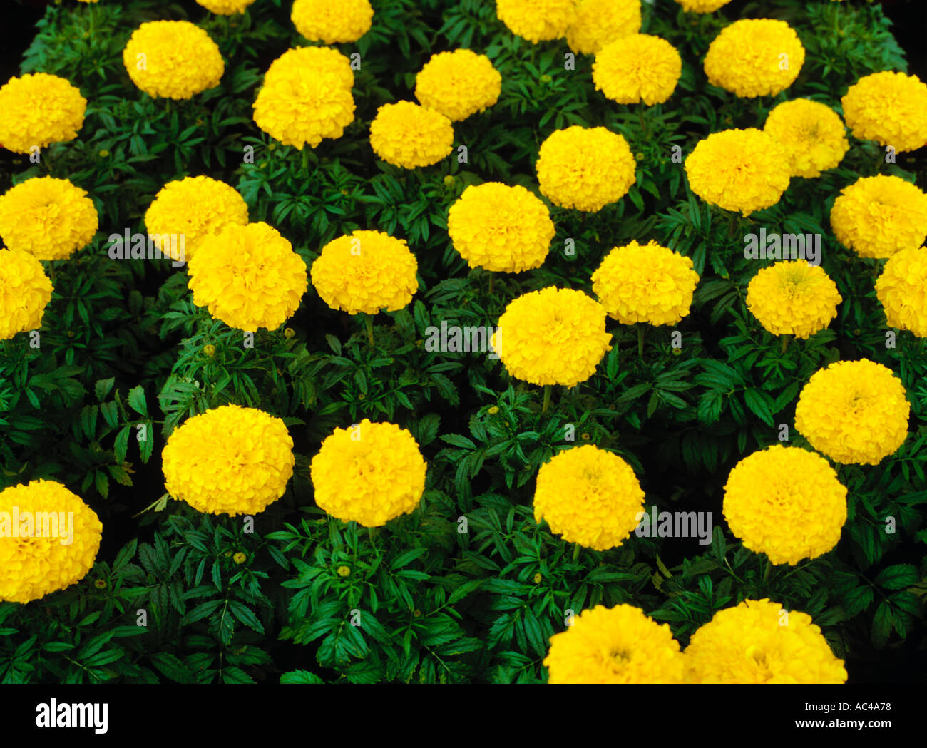 Marigold border hi-res stock photography and images - Alamy