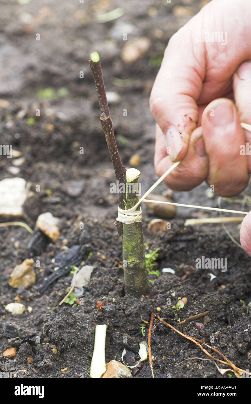 Crown or rind grafting hi-res stock photography and images - Alamy