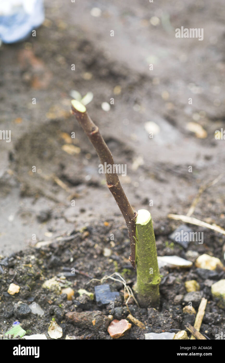 Whip grafting hi-res stock photography and images - Alamy