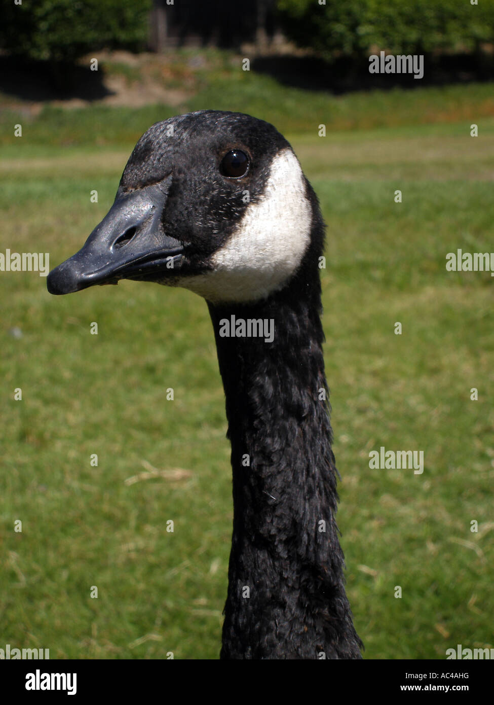 Goose with a black head and neck hi-res stock photography and images ...