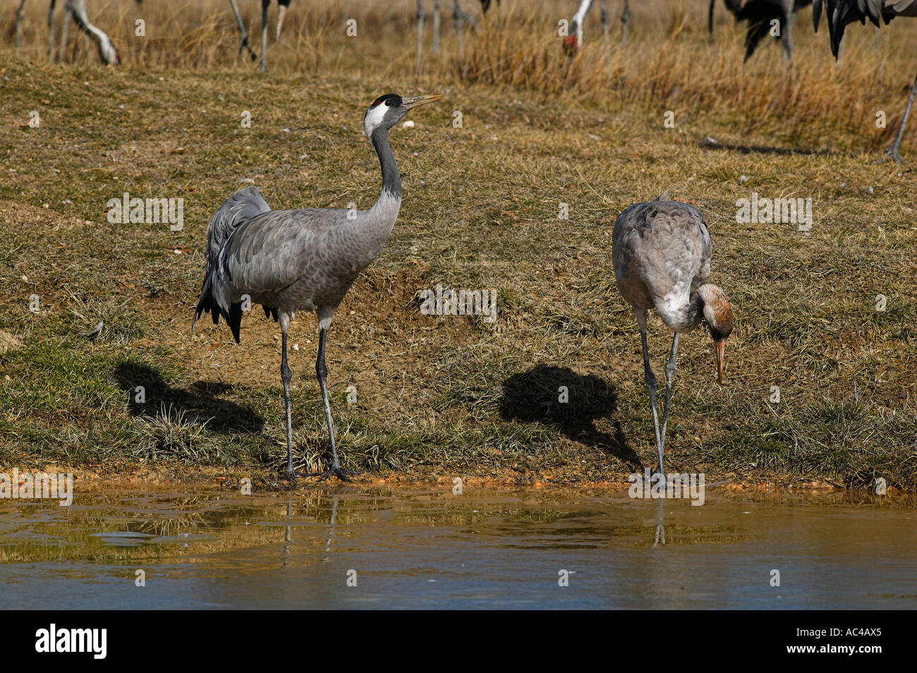 Common European Crane (Grus grus). Gallocanta, Spain Stock Photo - Alamy