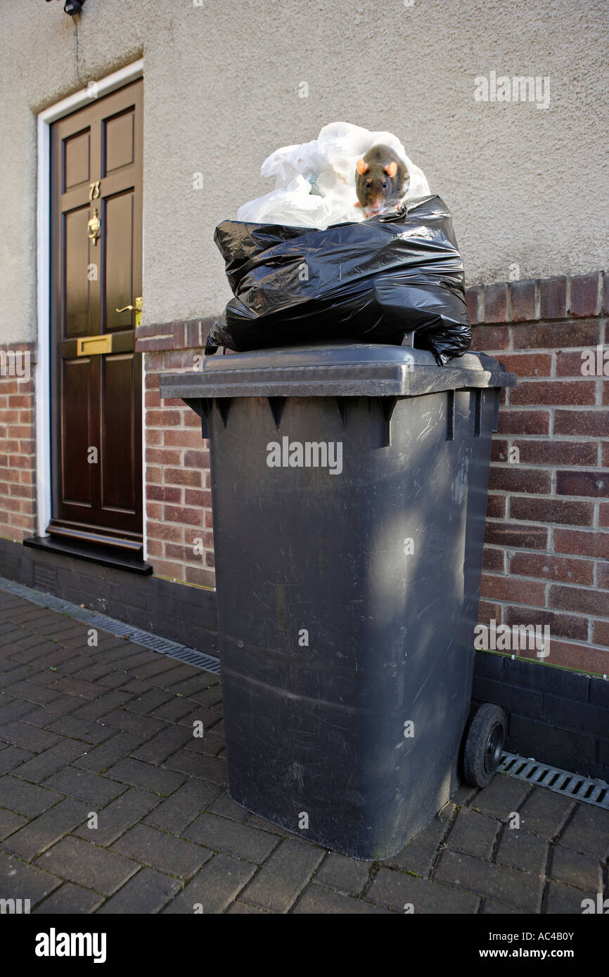 Rat eating refuse on dustbin Stock Photo - Alamy