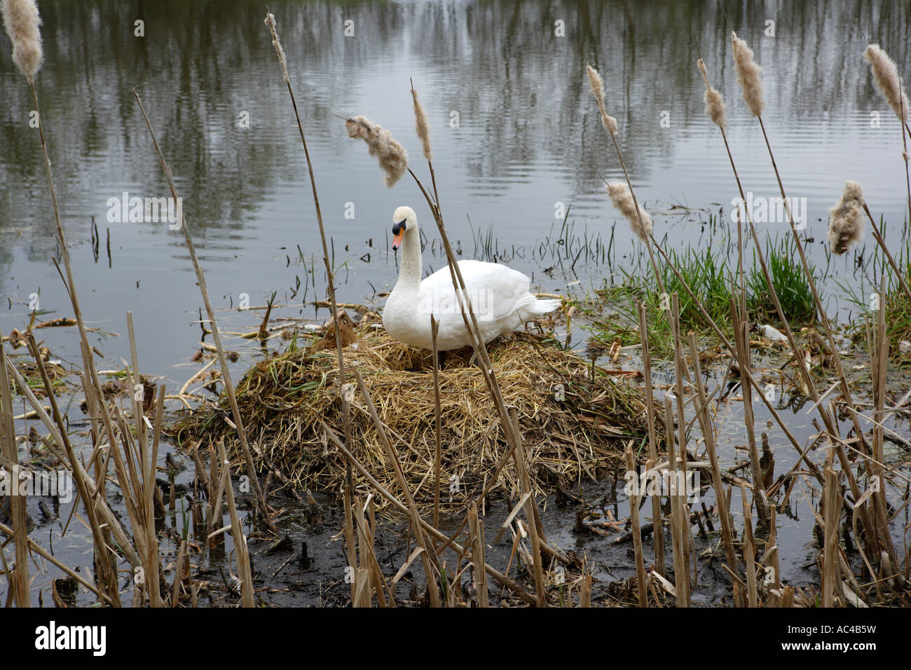 Swan sitting on nest Stock Photo - Alamy