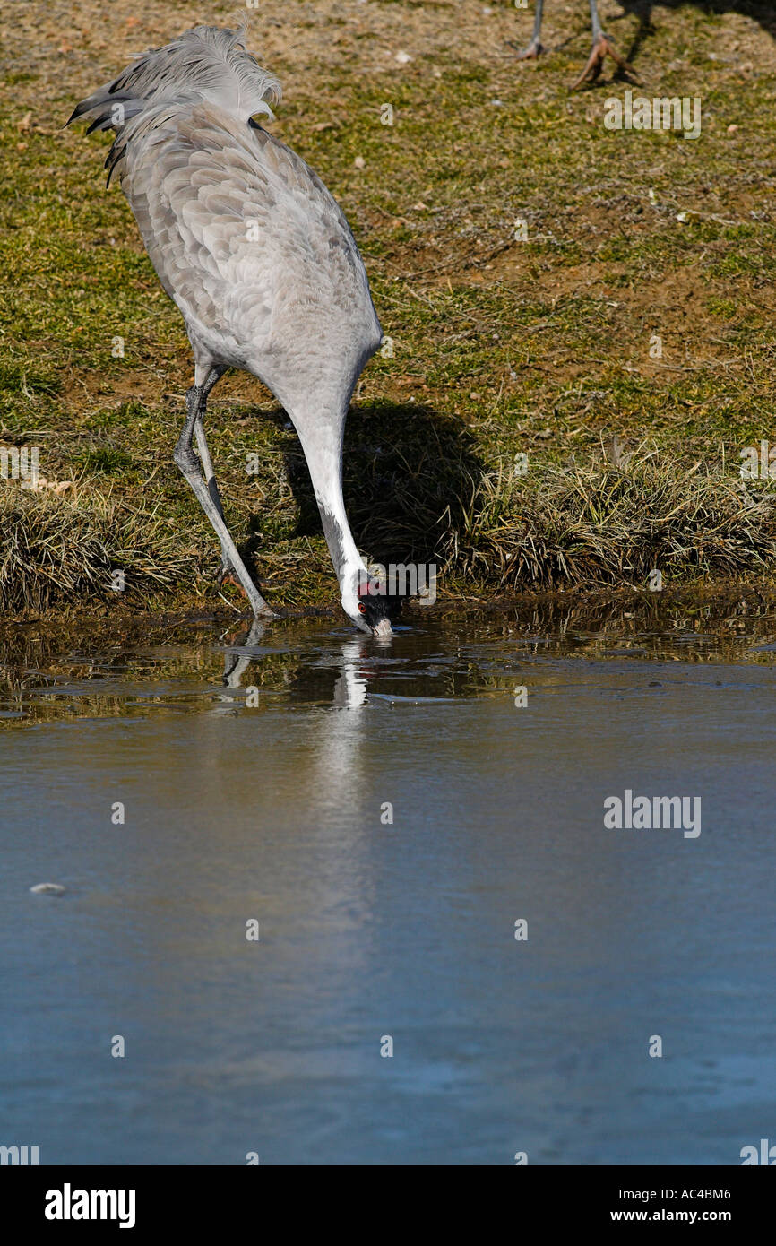 Common European Crane (Grus grus)Gallocanta, Spain Stock Photo - Alamy