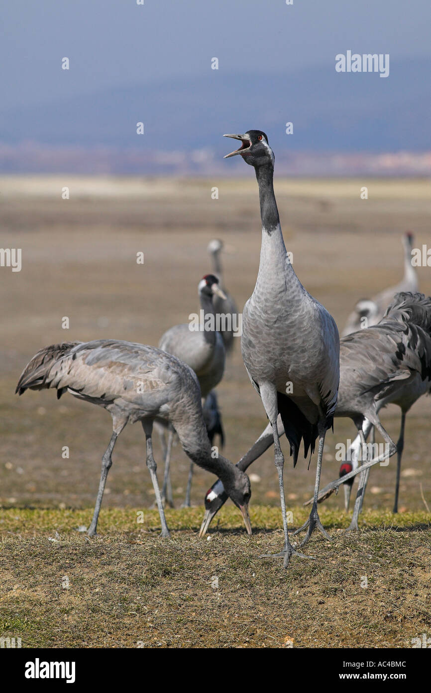 Common European Crane (Grus grus)Gallocanta, Spain Stock Photo - Alamy