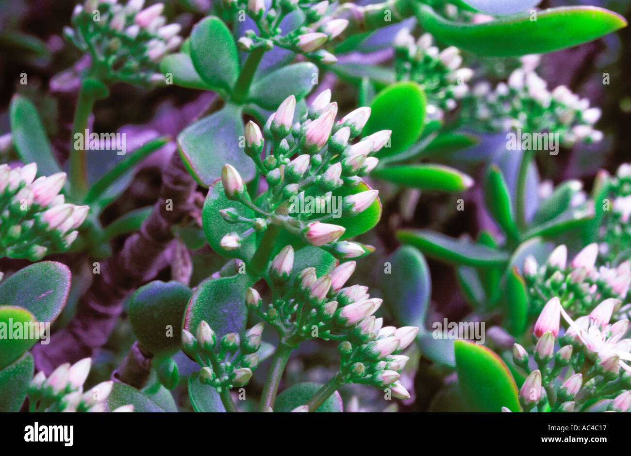 ice plant in bloom Stock Photo - Alamy
