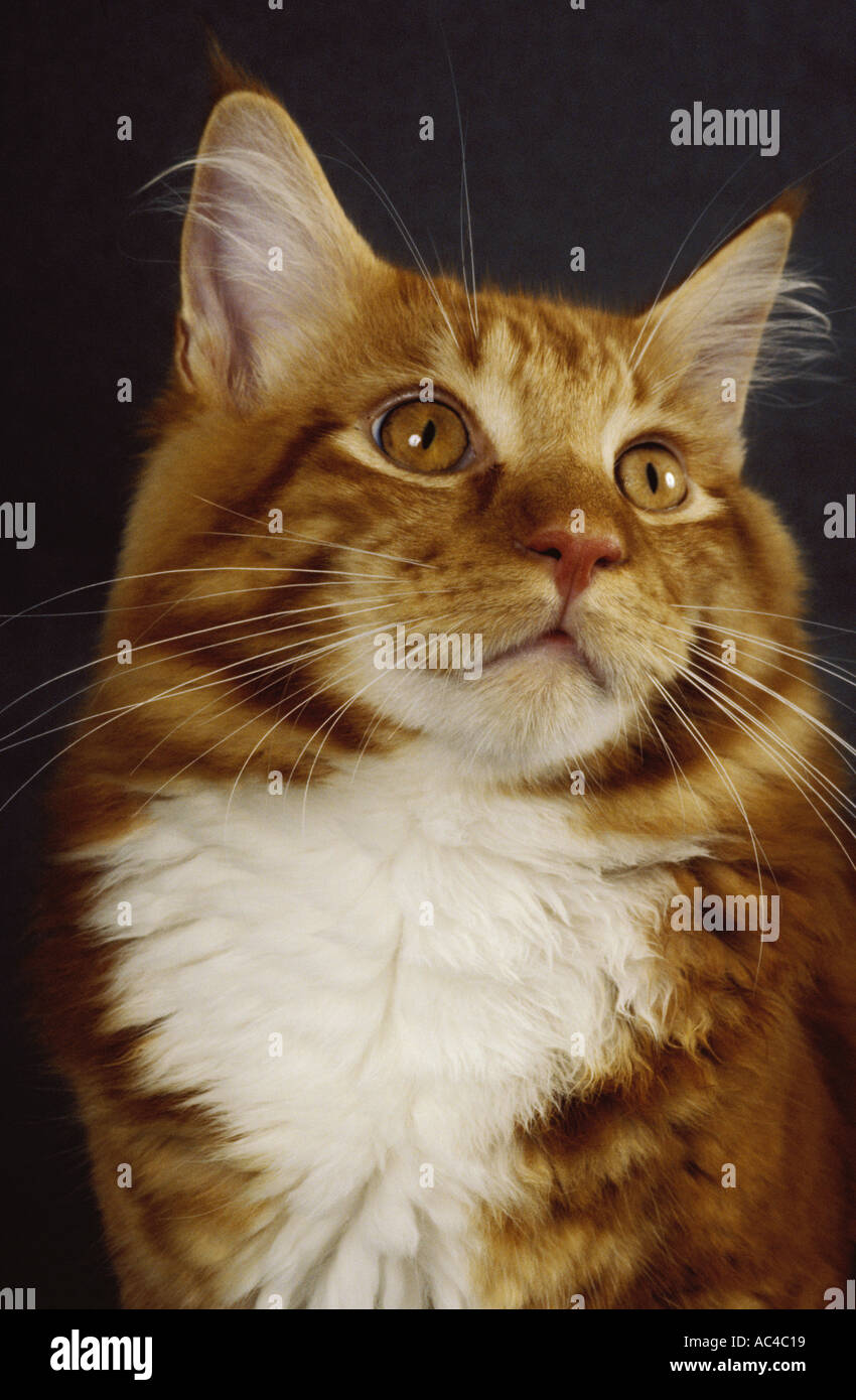 red white Maine Coon Cat Stock Photo - Alamy