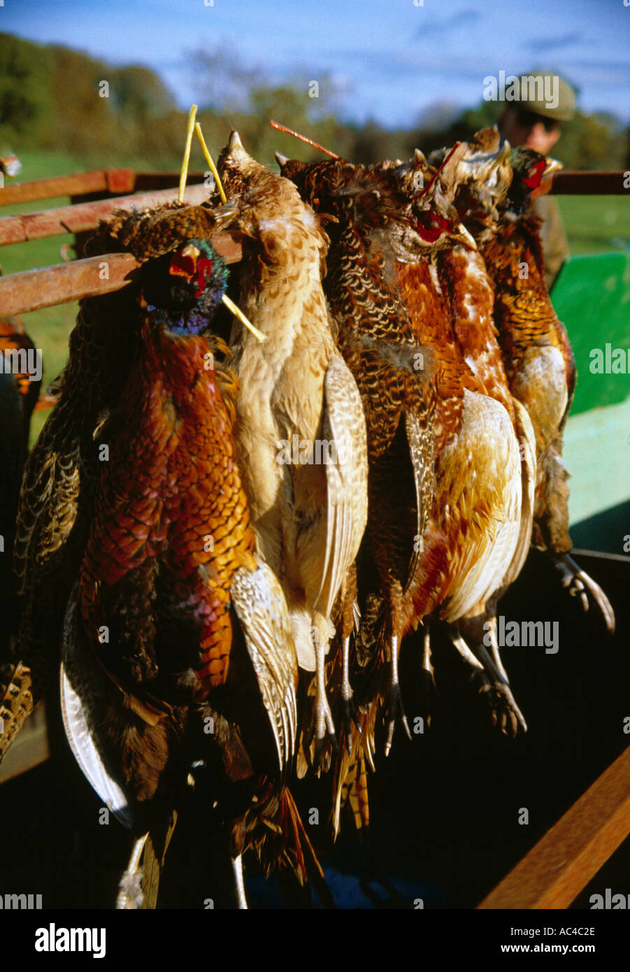 Hung pheasant hi-res stock photography and images - Alamy