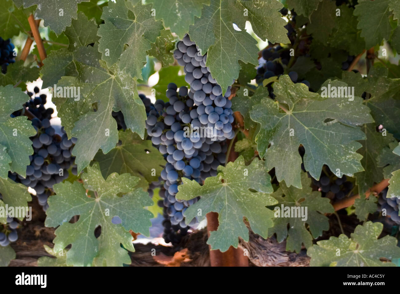 Red grapes on vines in fall Stock Photo - Alamy