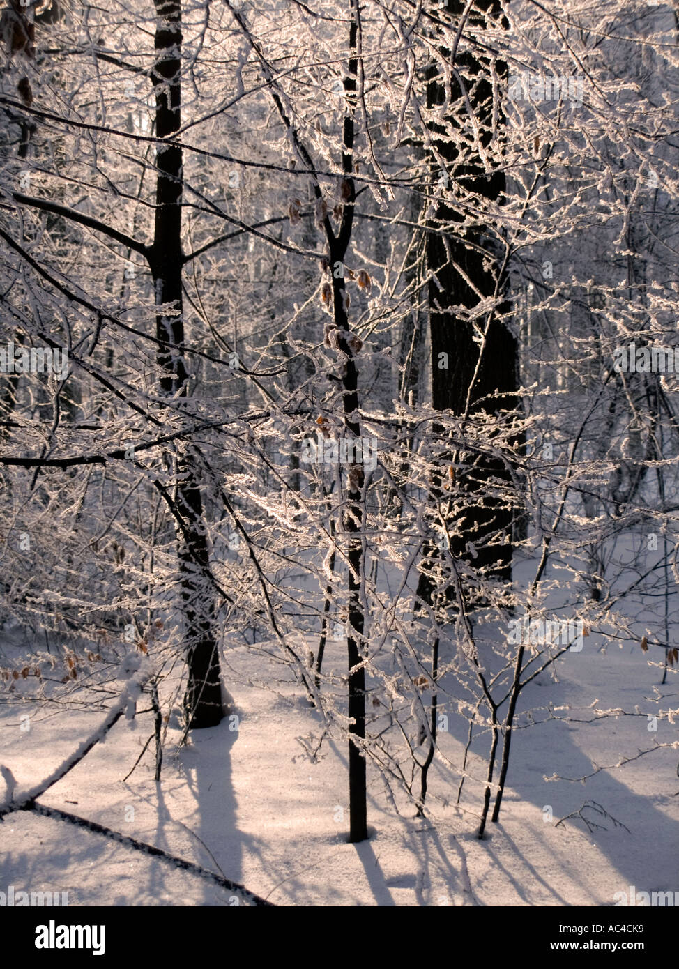 Trees in winter Stock Photo - Alamy