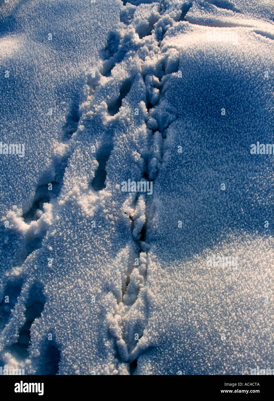 Animal traces in snow Stock Photo - Alamy