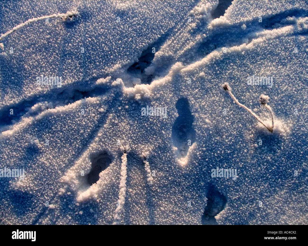 Animal traces in snow Stock Photo - Alamy