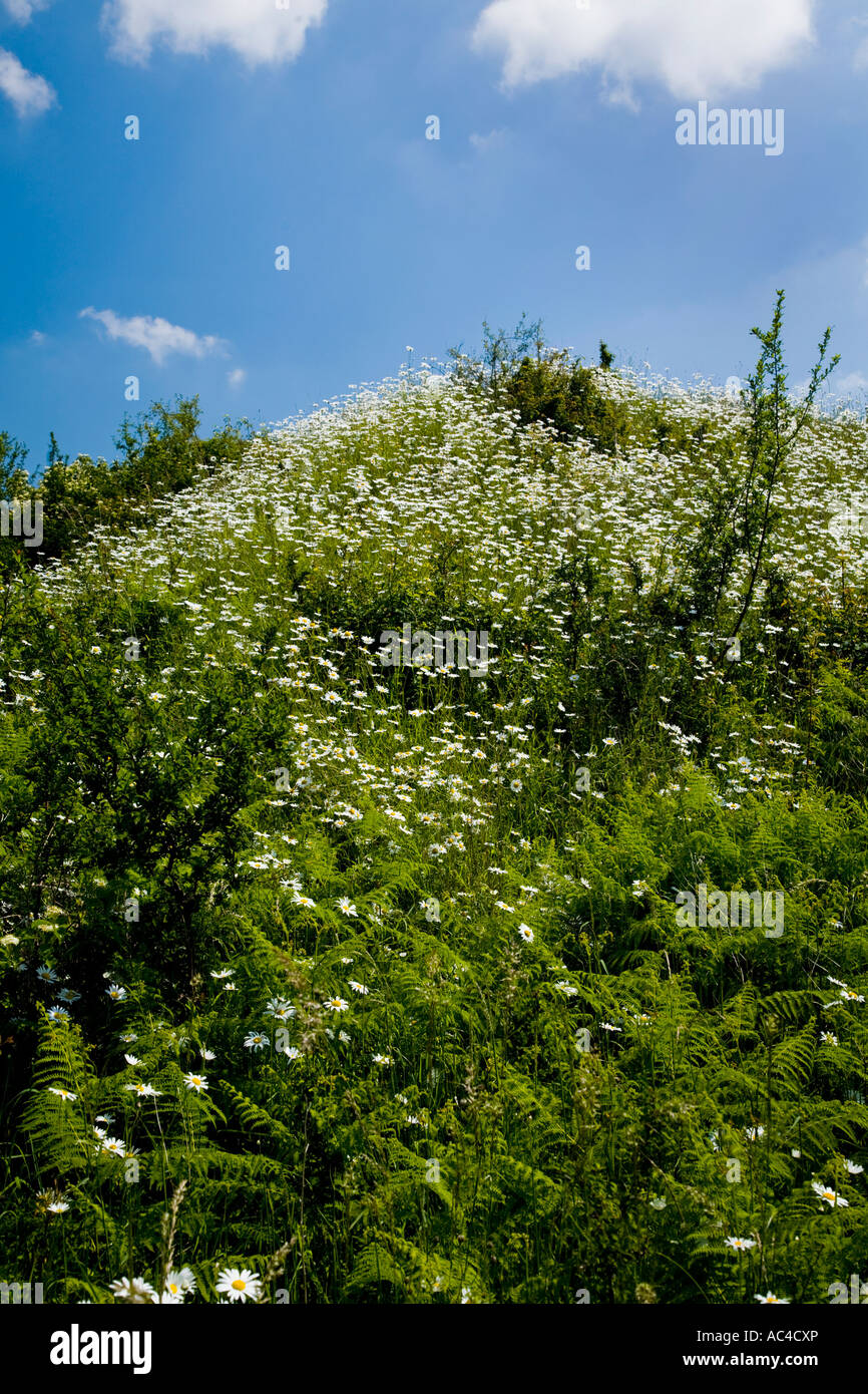 Wildflowers and ferns on an embankment in West Sussex, England UK Stock ...