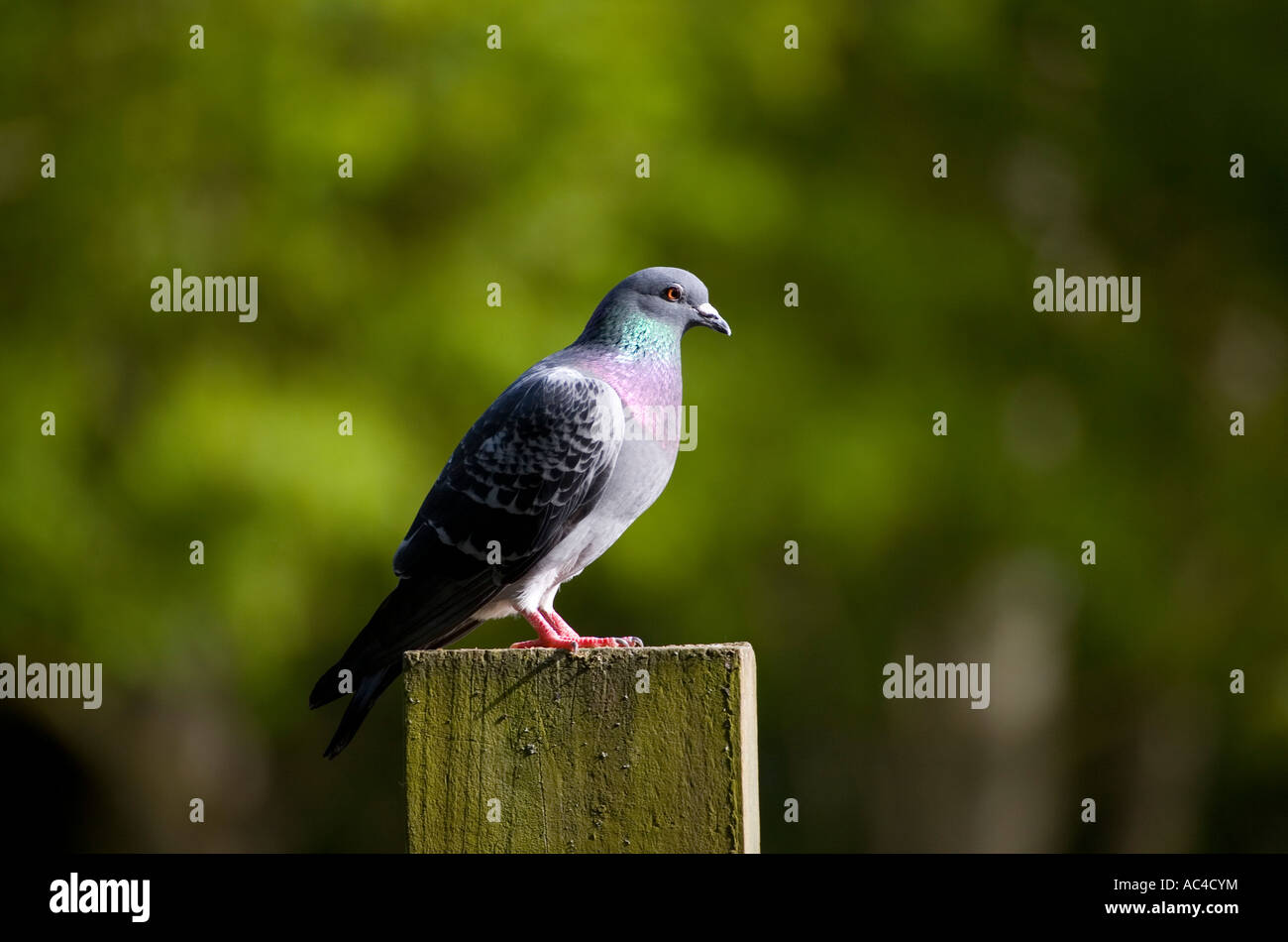 Feral pigeon on fence post Stock Photo - Alamy