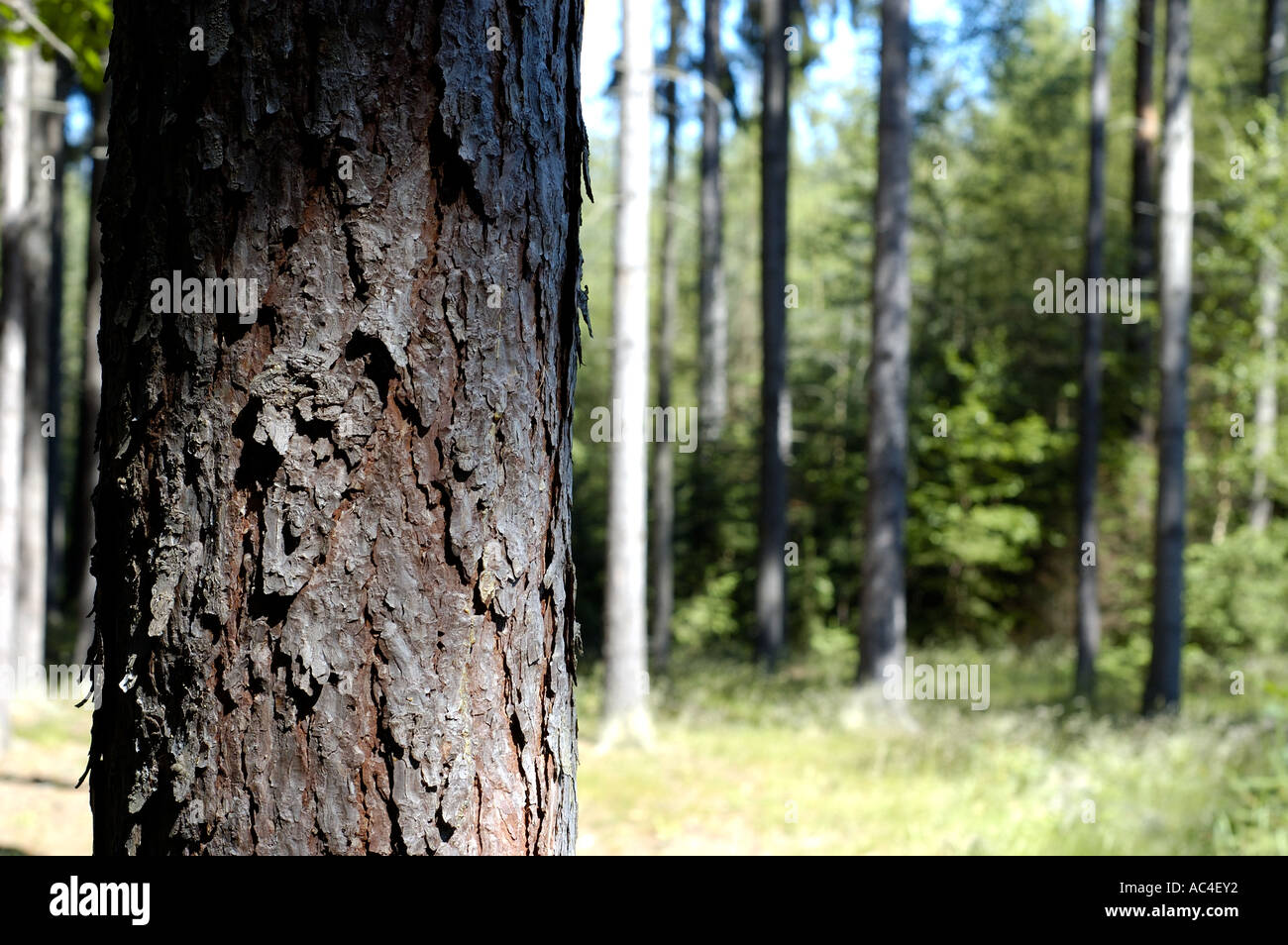 tree bark fir Stock Photo - Alamy