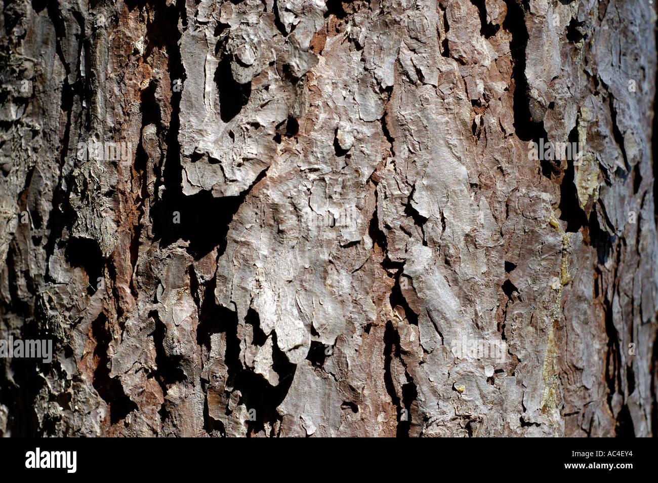 fir tree bark Stock Photo - Alamy