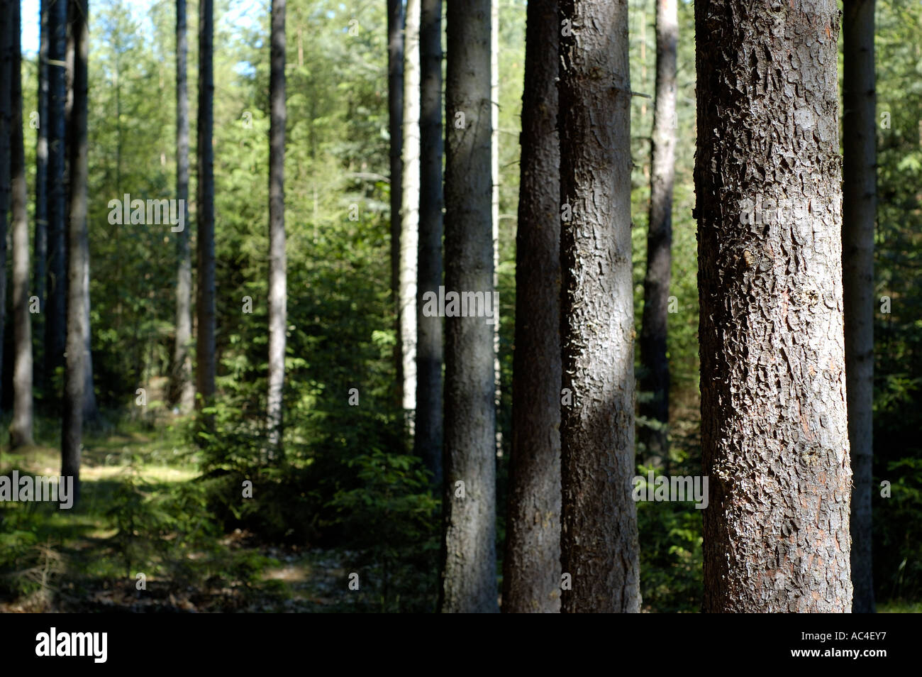 tree bark fir Stock Photo - Alamy