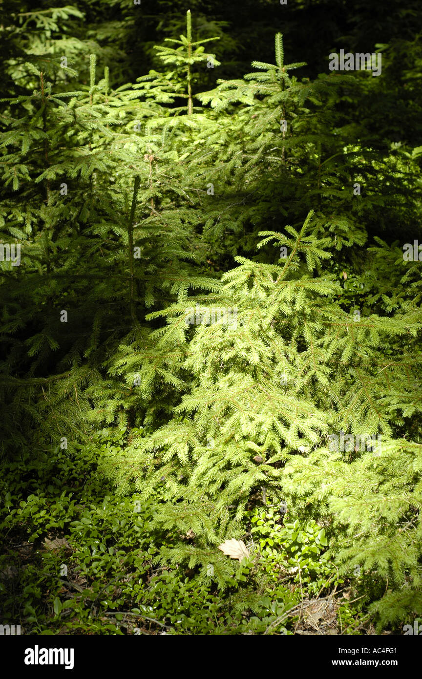 fir trees forest Stock Photo - Alamy