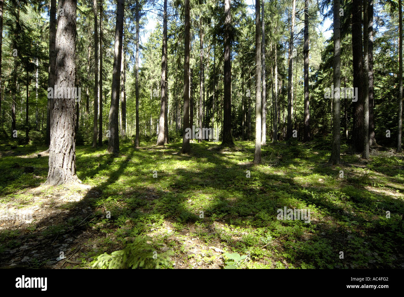 fir trees forest Stock Photo - Alamy