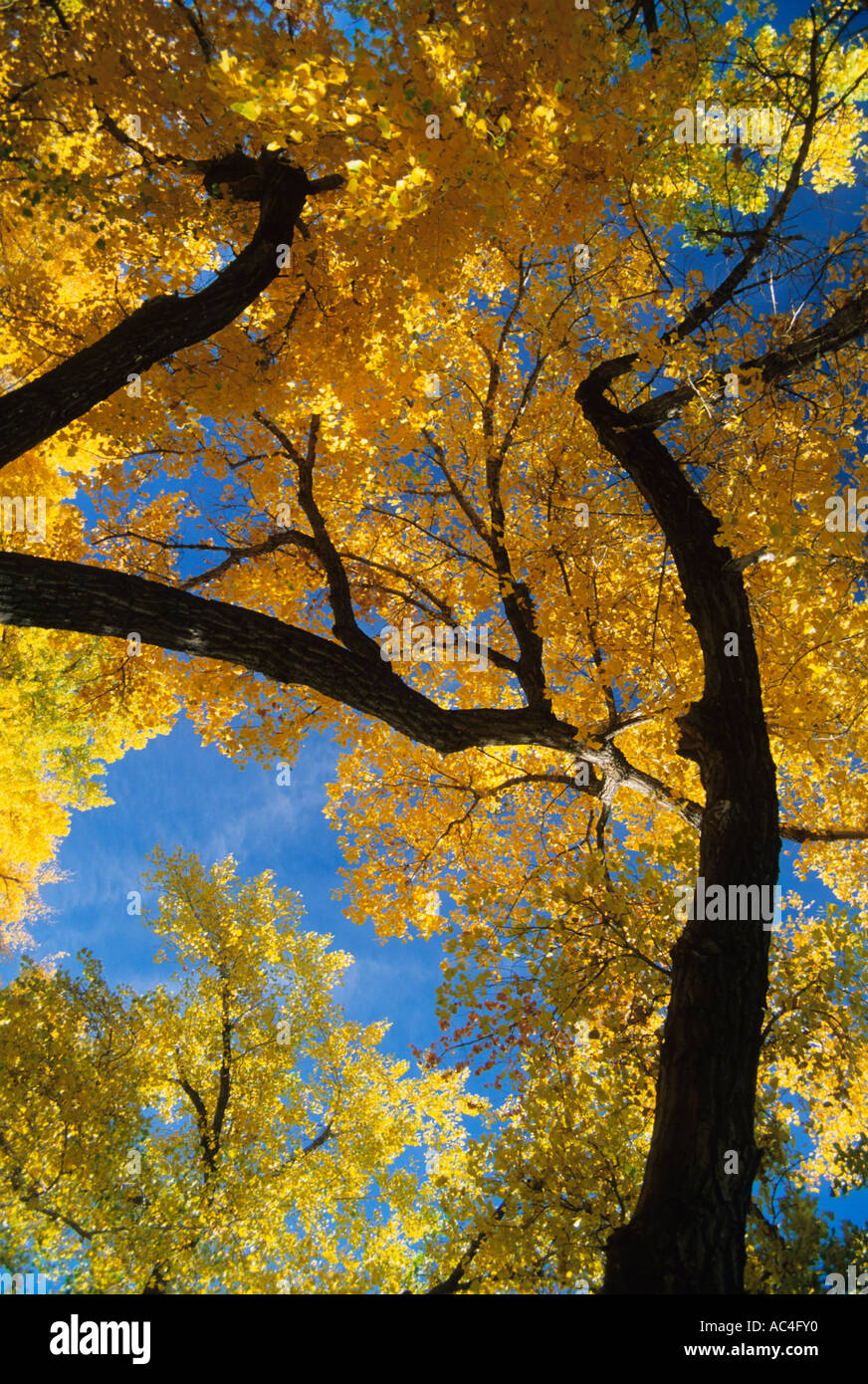 Cottonwood trees in fall color Stock Photo - Alamy