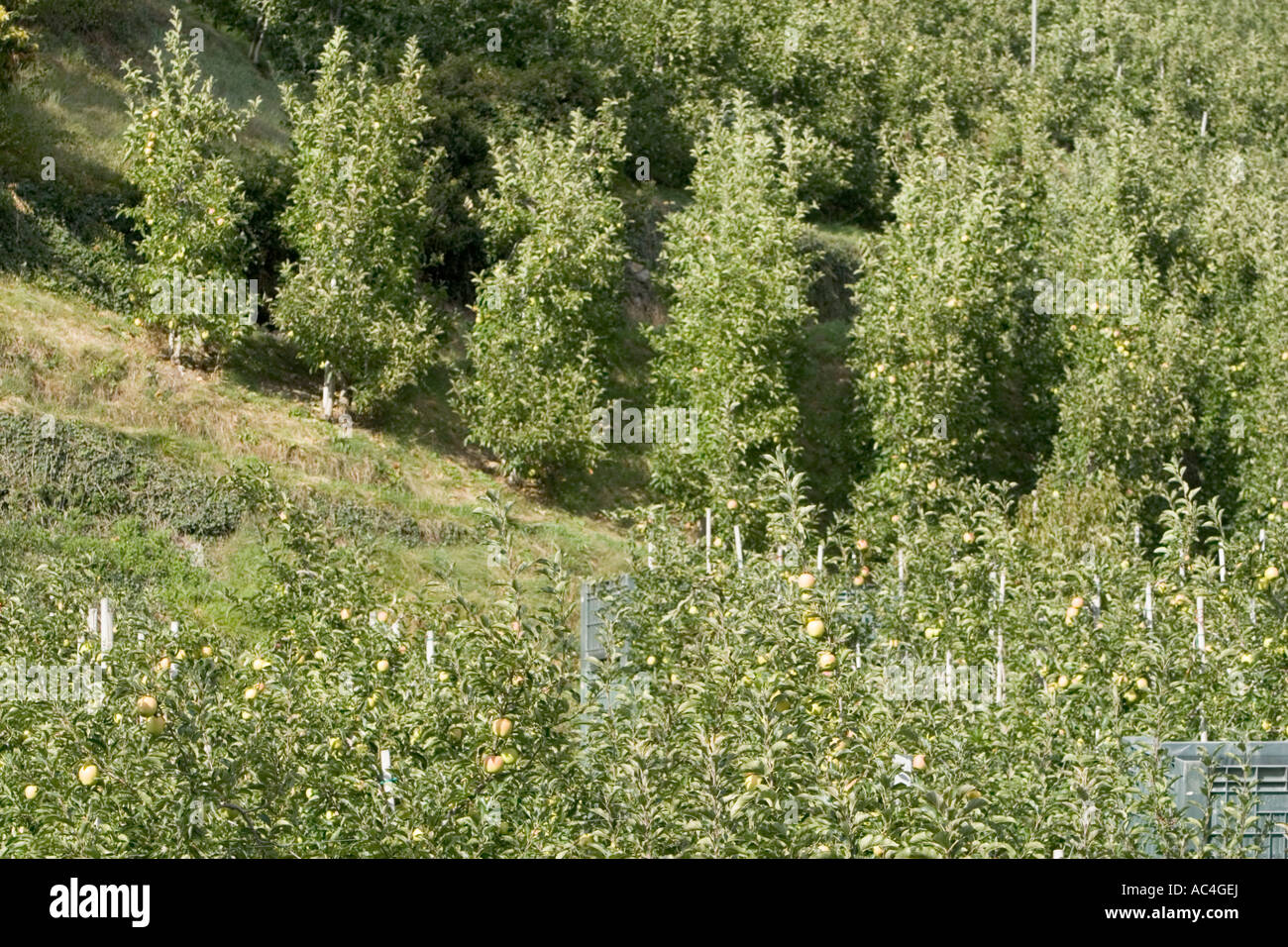 Rows of apple trees Stock Photo - Alamy
