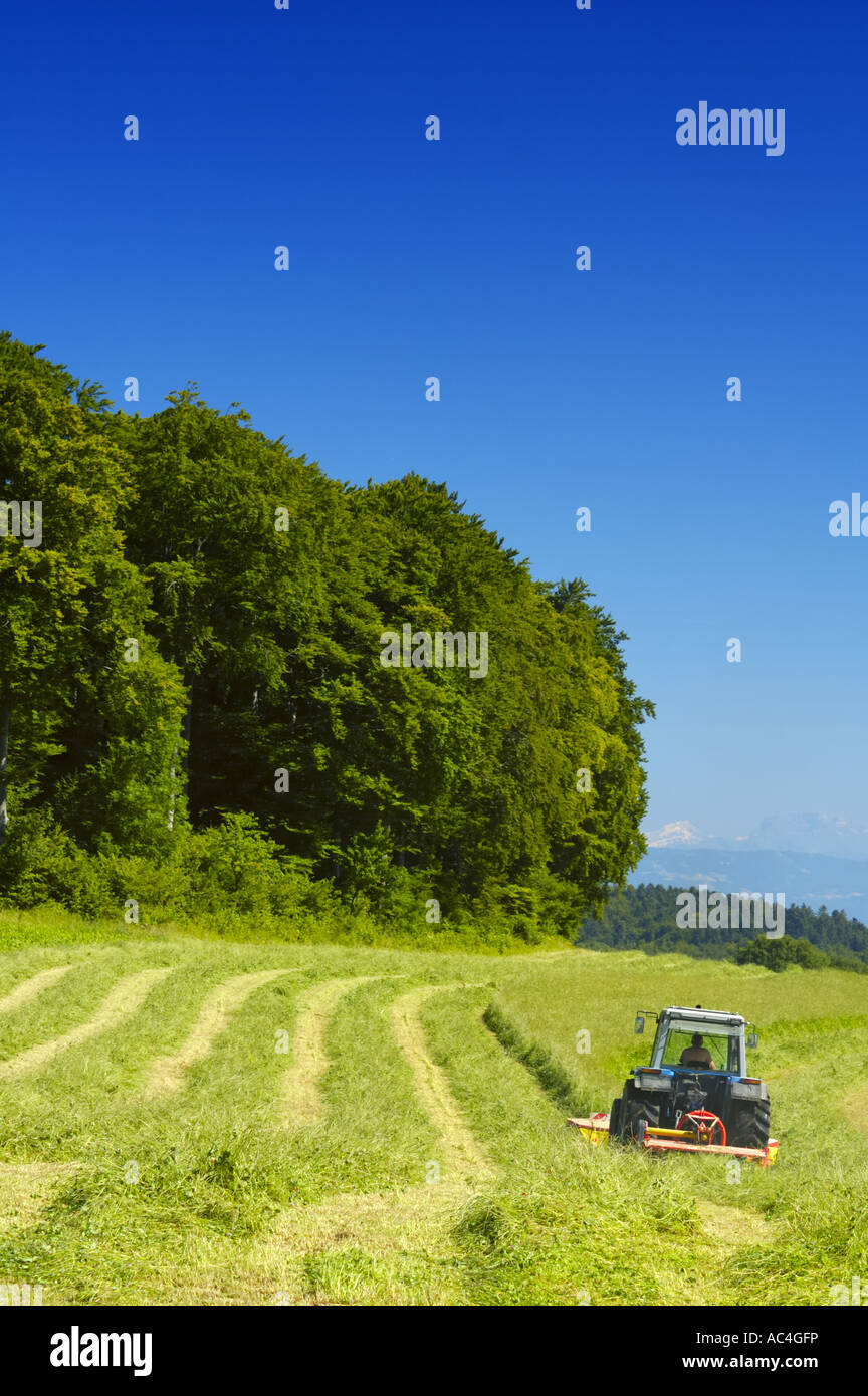 Hay Making Haymaking High Resolution Stock Photography and Images - Alamy