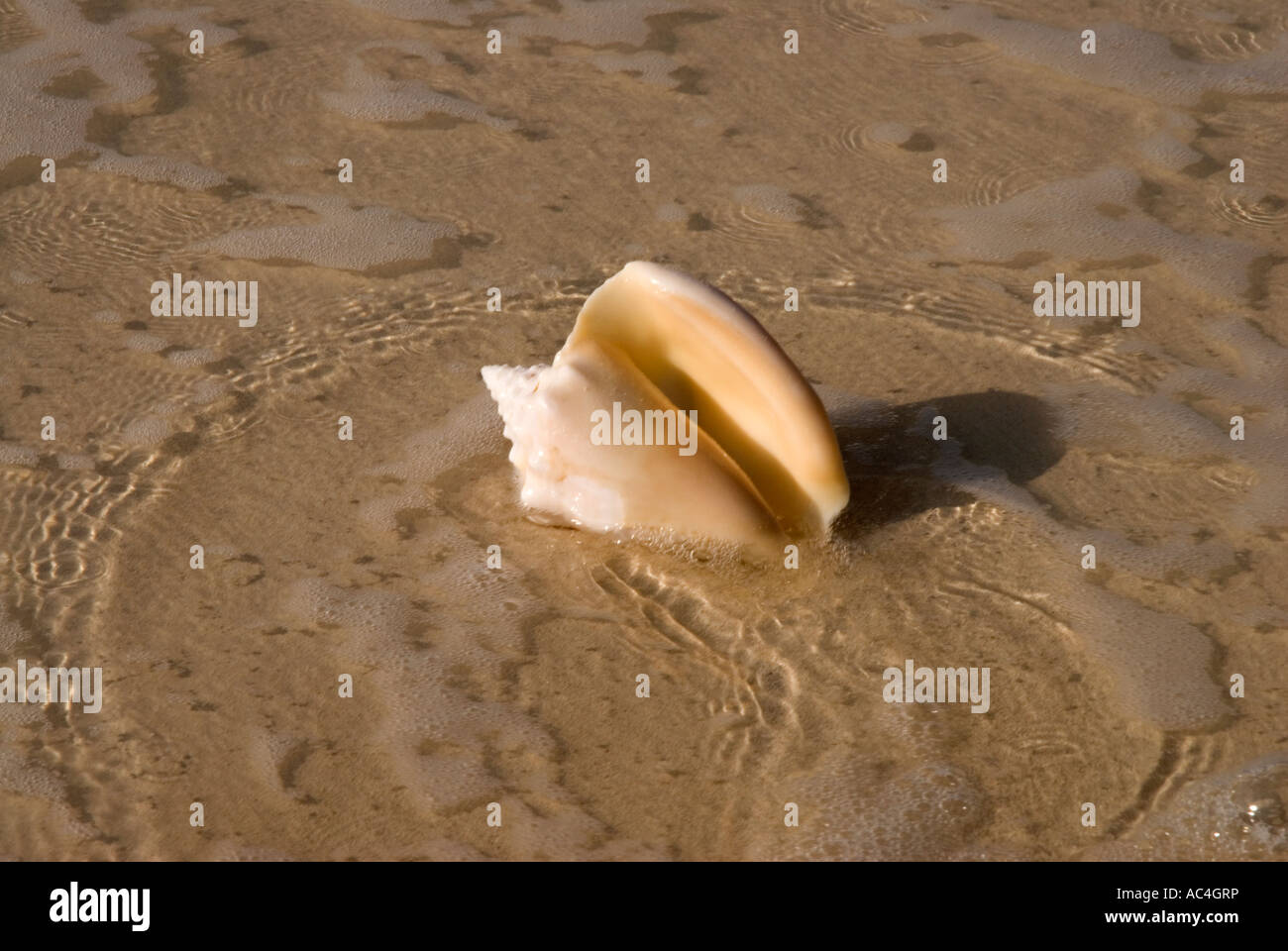 Conch shell on beach, Rose Island, Bahamas Stock Photo - Alamy