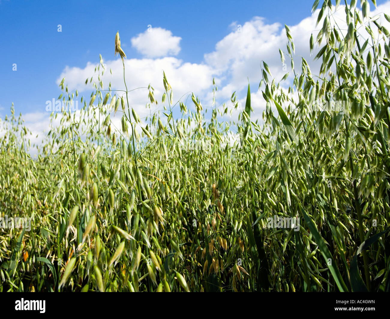 Blue oats hi-res stock photography and images - Alamy