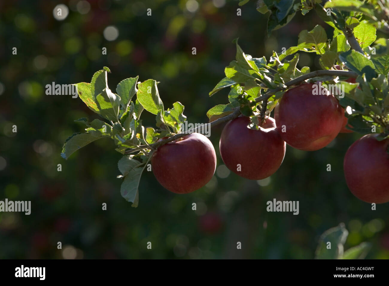 Südtirol apples hi-res stock photography and images - Alamy