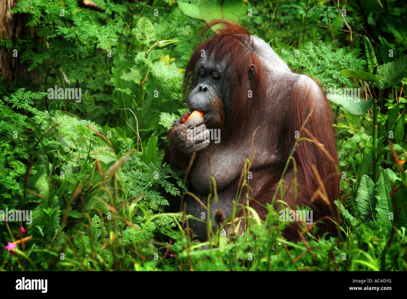 A cute Bornean Orangutan Pongo pygmaeus sits in lush green grass of a ...