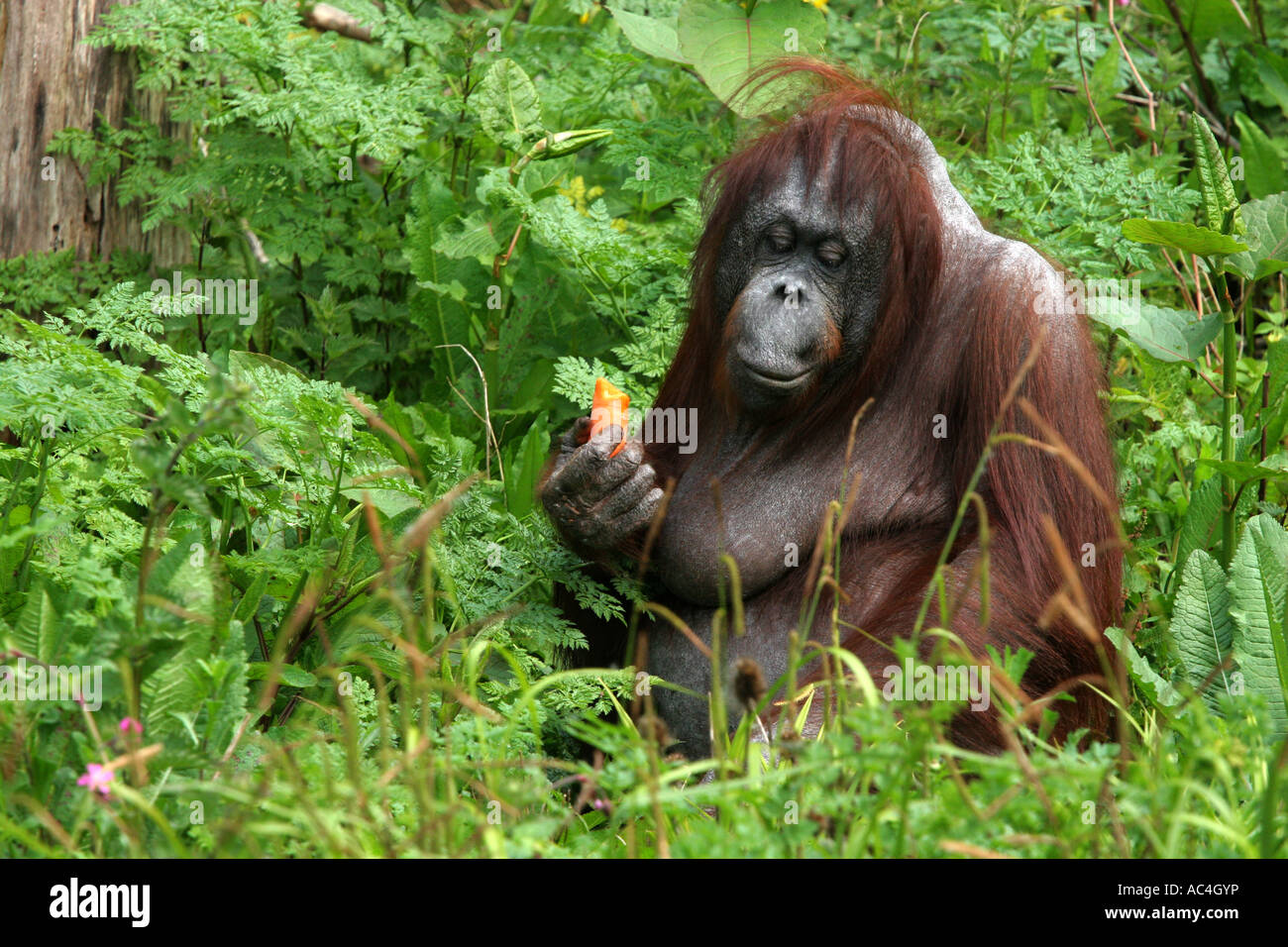 A cute Bornean Orangutan Pongo pygmaeus sits in lush green grass of a ...