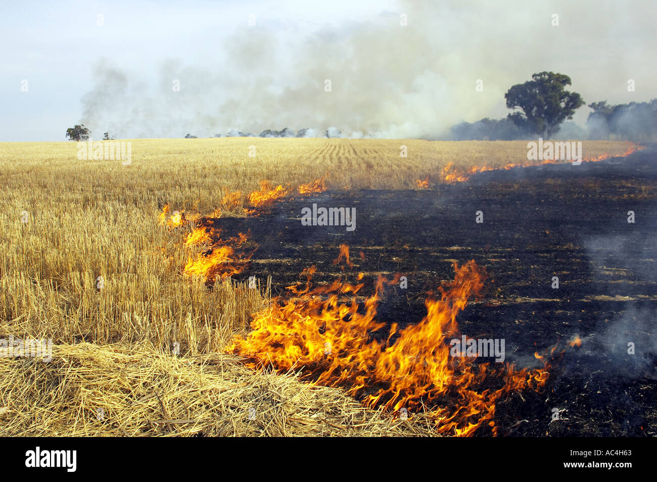 Australian grassfire hi-res stock photography and images - Alamy