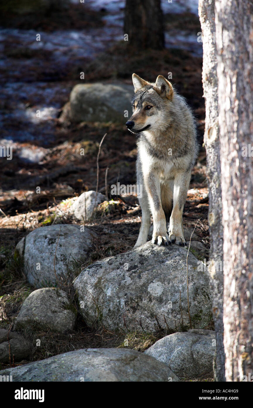 Wolf (Canis lupus Stock Photo - Alamy
