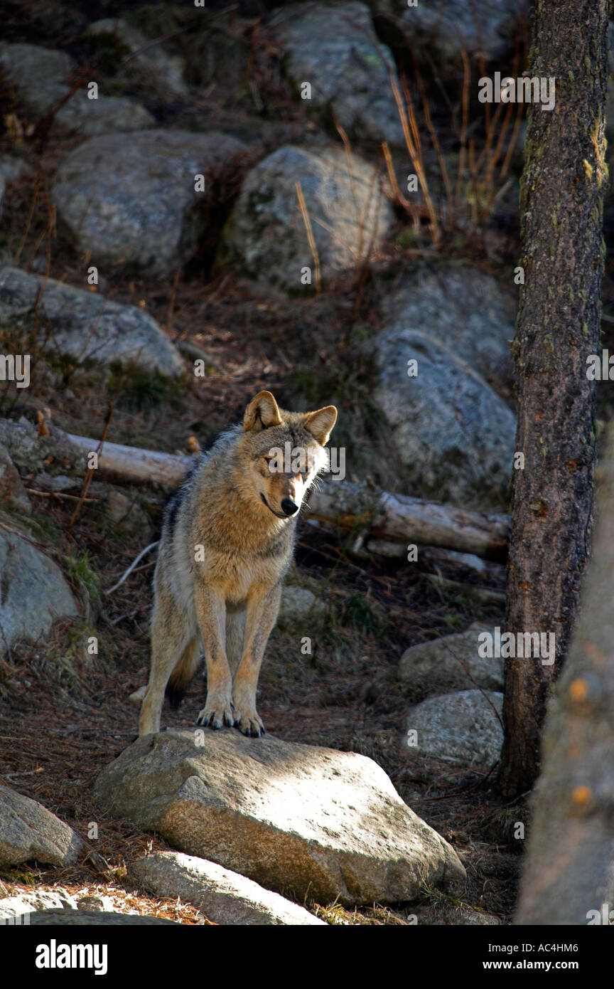 Wolf (Canis lupus Stock Photo - Alamy